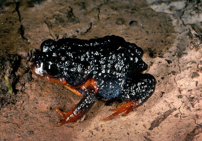 Sunset Frog | Western Australian Museum