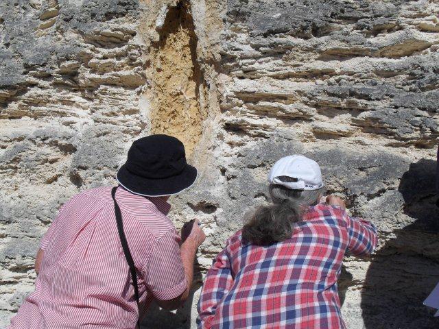 Fossil hunt with a WA Museum palaeontologist | Western Australian Museum