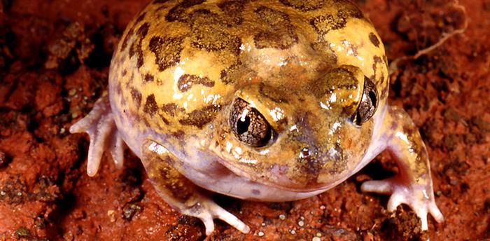 Shoemaker Frog | Western Australian Museum