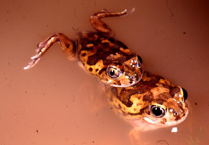 Shoemaker Frog | Western Australian Museum