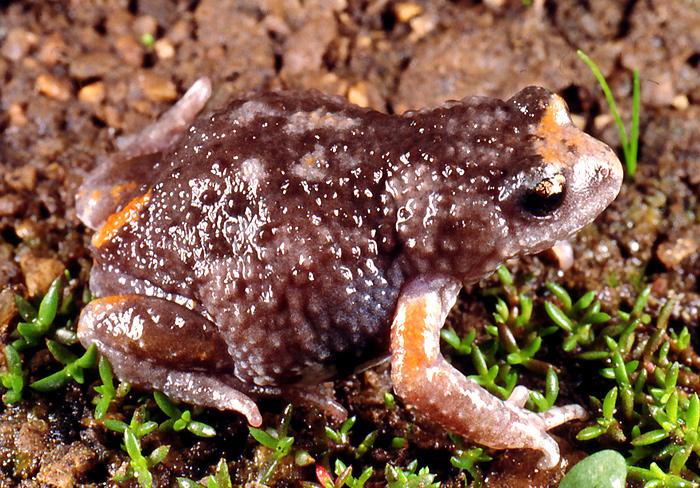 Western Toadlet | Western Australian Museum