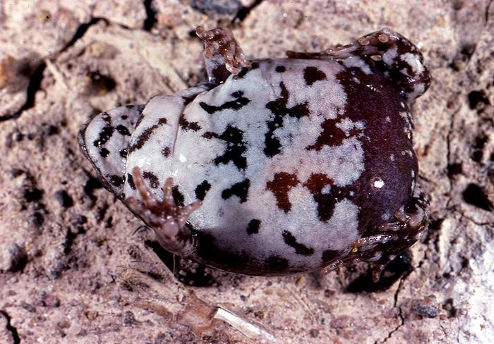 Western Toadlet | Western Australian Museum