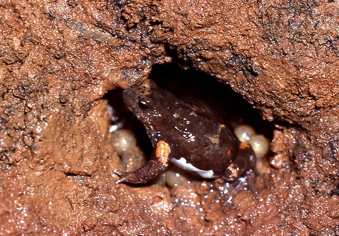 Western Toadlet | Western Australian Museum