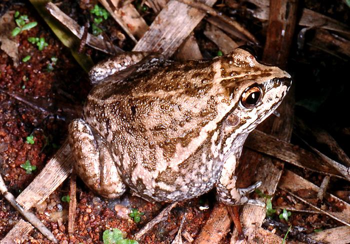Sheep or Main's Frog | Western Australian Museum