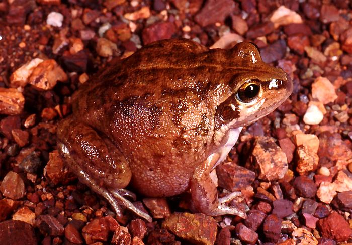 Sheep or Main's Frog | Western Australian Museum