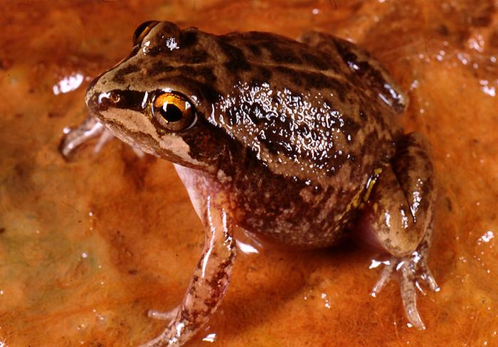Sheep or Main's Frog | Western Australian Museum