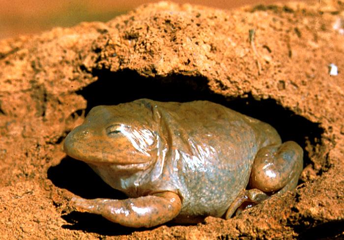 Western Water-holding Frog | Western Australian Museum