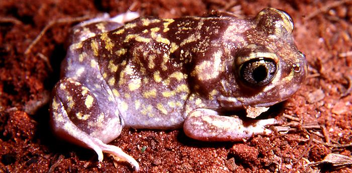 Tawny Trilling Frog | Western Australian Museum