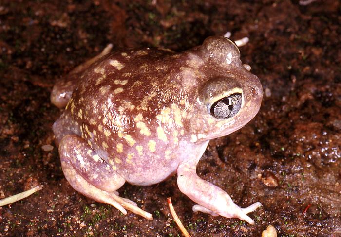 Tawny Trilling Frog | Western Australian Museum