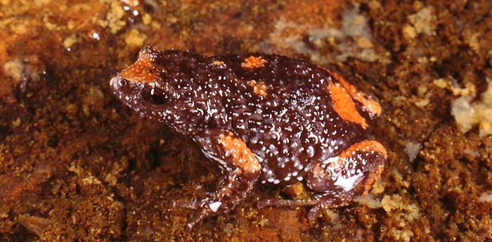 Gorge Toadlet | Western Australian Museum