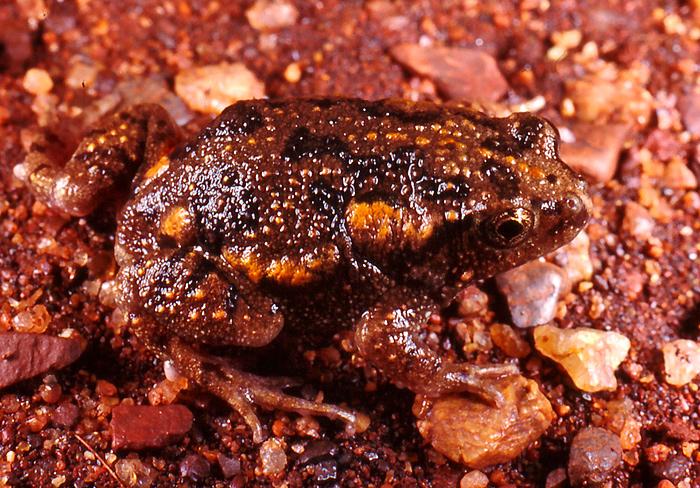 Glandular Toadlet | Western Australian Museum