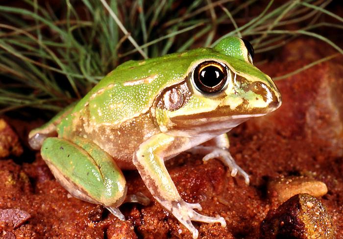 Giant Frog | Western Australian Museum