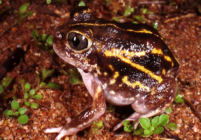 Plonking Frog | Western Australian Museum