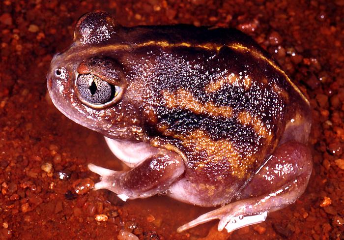 Plonking Frog | Western Australian Museum