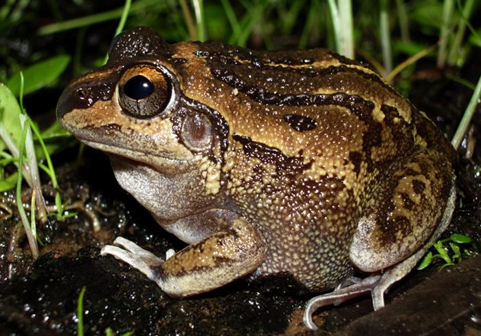 Long-footed Frog | Western Australian Museum