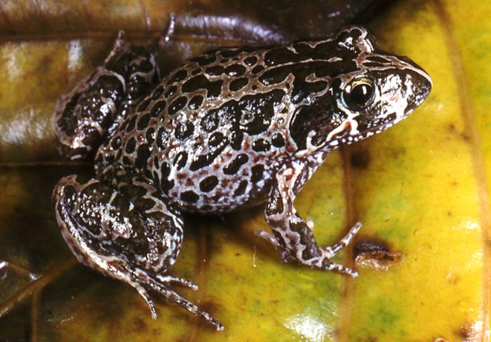 Marbled Frog | Western Australian Museum
