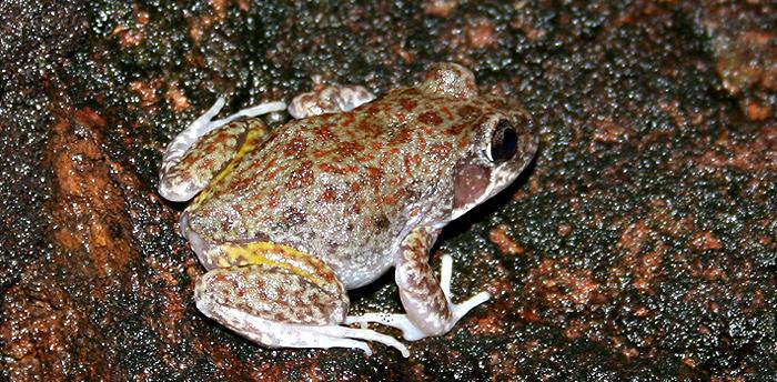 Carpenter Frog | Western Australian Museum