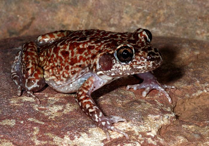 Carpenter Frog | Western Australian Museum