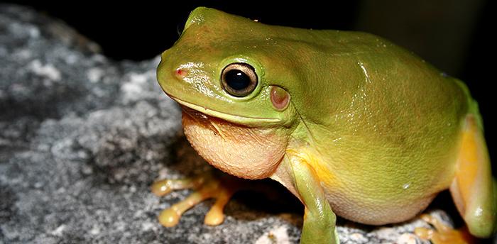 Green Tree Frog | Western Australian Museum