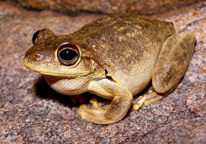 Rock Frog | Western Australian Museum