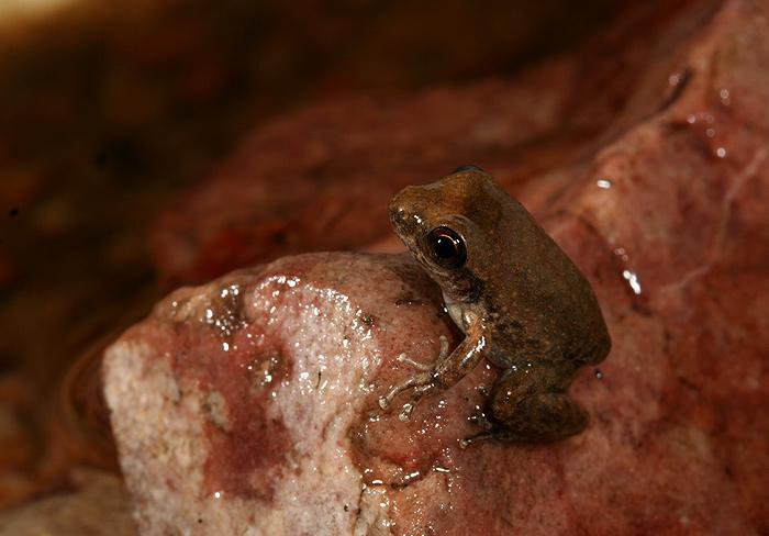 Rock Frog | Western Australian Museum