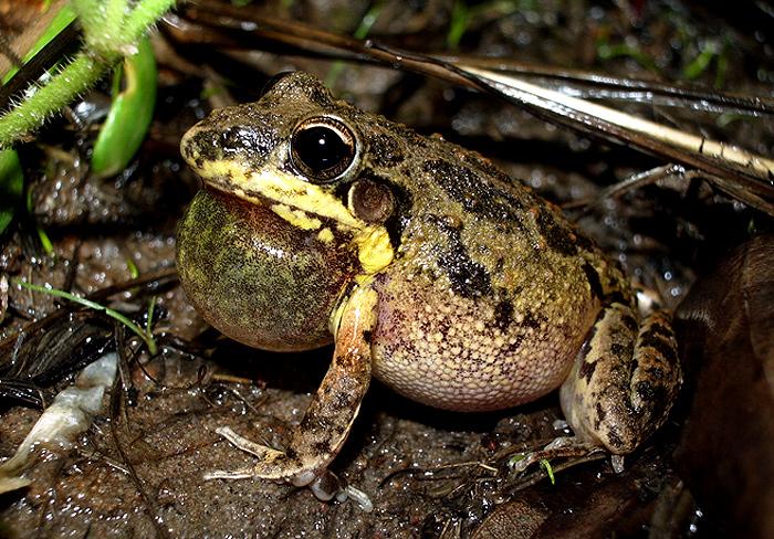 Bumpy Rocket Frog | Western Australian Museum