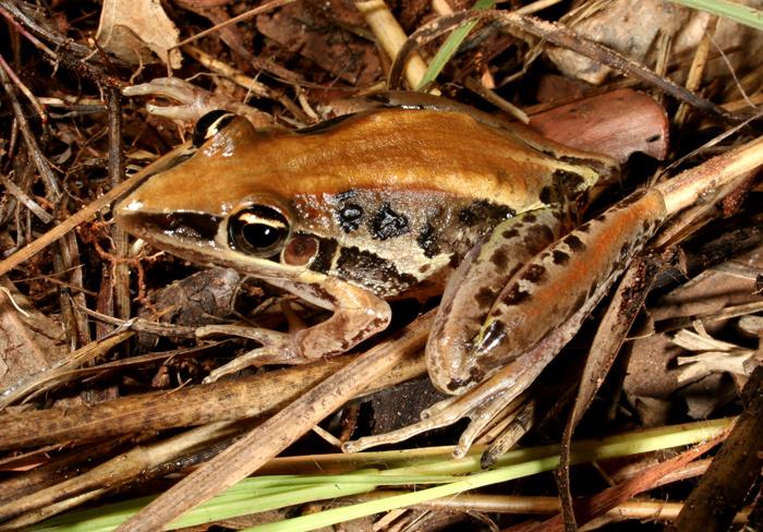 Striped Rocket Frog | Western Australian Museum