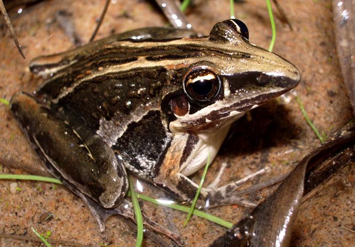 Striped Rocket Frog | Western Australian Museum