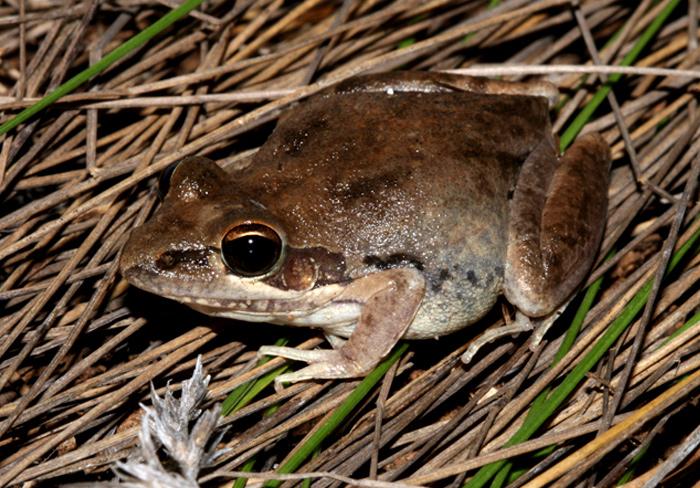 Pale Rocket Frog | Western Australian Museum