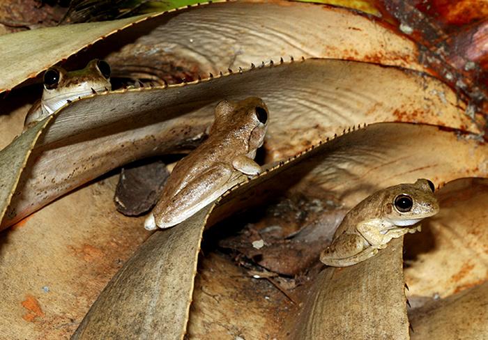 Northern Laughing Tree Frog | Western Australian Museum