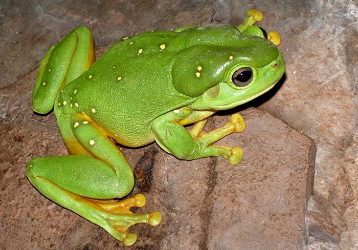 Splendid Tree Frog | Western Australian Museum
