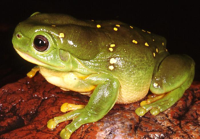 Splendid Tree Frog | Western Australian Museum