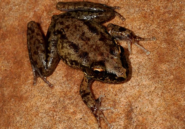 Chattering Rock Frog | Western Australian Museum