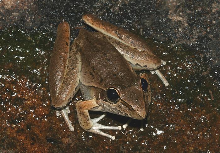 Wotjulum Frog | Western Australian Museum