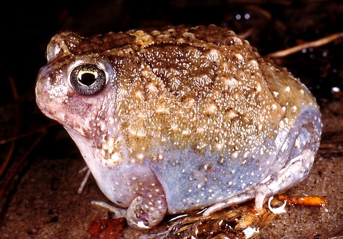 Northern Spadefoot | Western Australian Museum