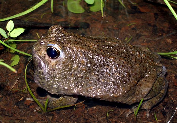 Northern Spadefoot | Western Australian Museum