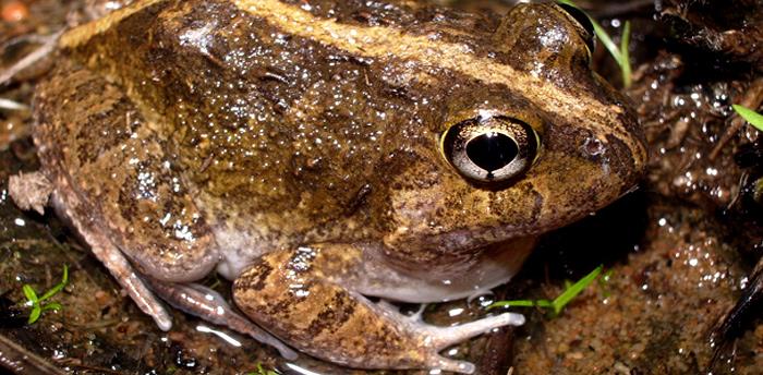 Ornate Burrowing Frog | Western Australian Museum