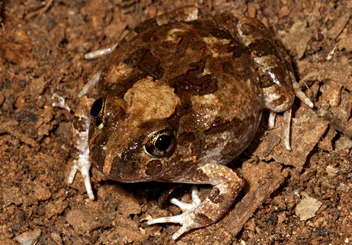 Ornate Burrowing Frog | Western Australian Museum