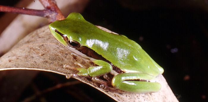 Slender Tree Frog | Western Australian Museum