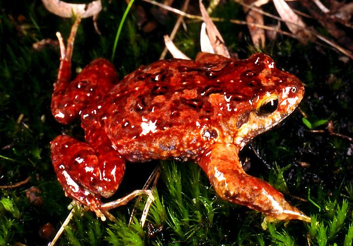 Quacking Frog | Western Australian Museum