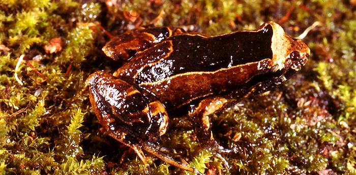 Ticking Frog | Western Australian Museum