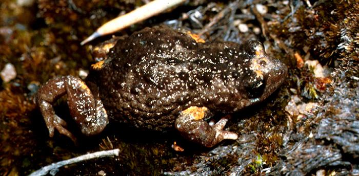 Forest Toadlet | Western Australian Museum