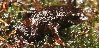 Walpole Frog | Western Australian Museum