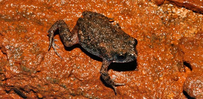 Tiny Toadlet | Western Australian Museum