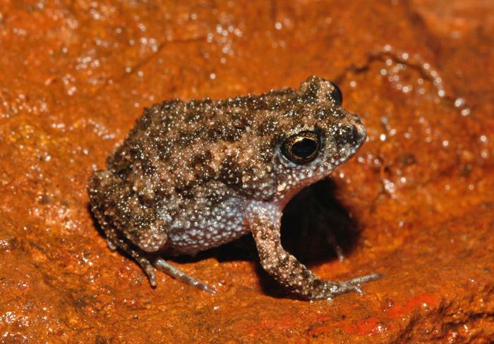 Tiny Toadlet | Western Australian Museum