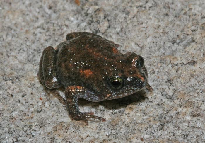 Tiny Toadlet | Western Australian Museum