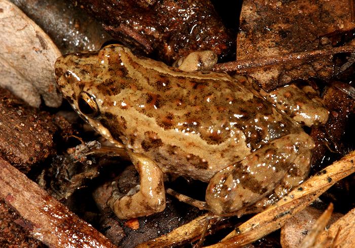 Bilingual Froglet | Western Australian Museum