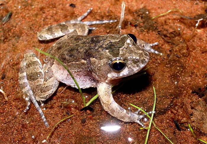 Bilingual Froglet | Western Australian Museum