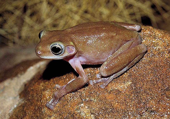 Cave Frog | Western Australian Museum