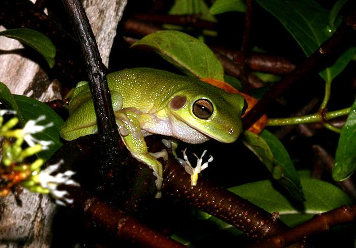 Cave Frog | Western Australian Museum